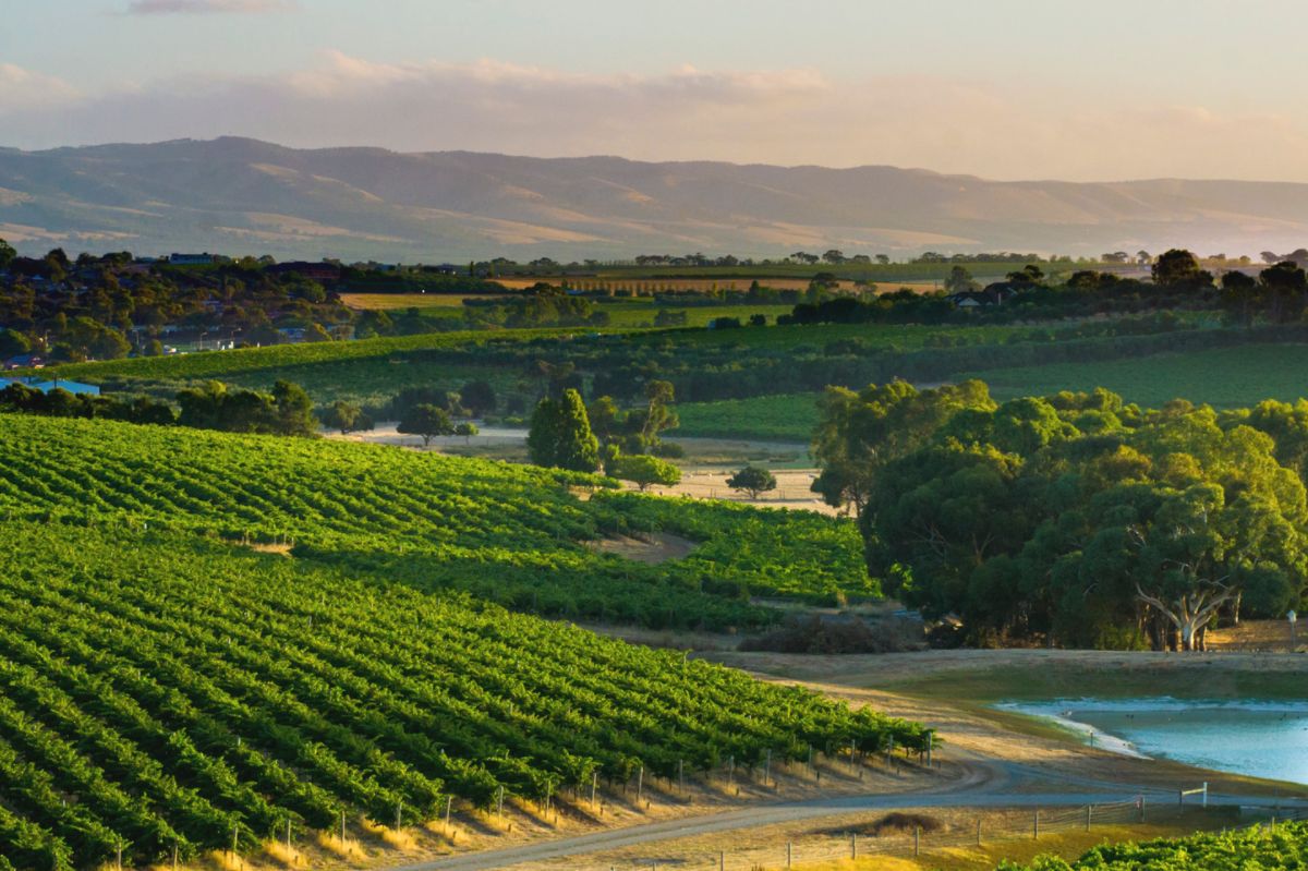 All You Need to Know about Australian Wine - Savored Sips